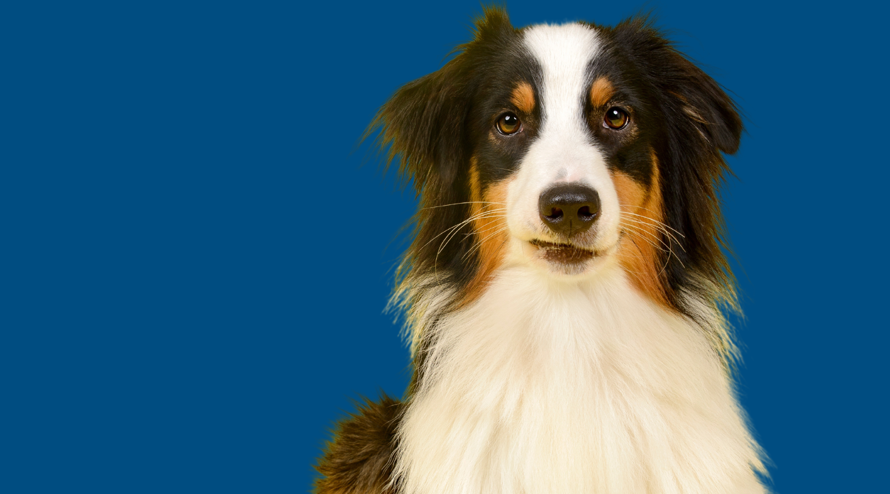 News & Info on Improving the Acoustic Guitar - Turbo Guitar